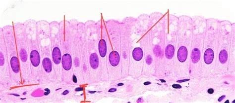 Diagram Of Lab 6 Simple Columnar Epithilium Quizlet