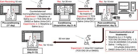 Schematic Representation Of The Overall Procedure Of The Conditioned Download Scientific