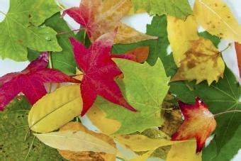 Master The Art Of Identifying Tree Leaves LoveToKnow