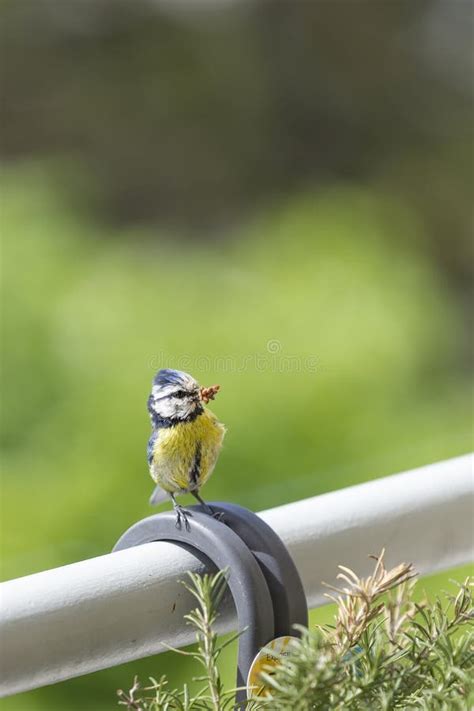 Teta Azul Con Insectos En Su Pico Por Sus Pollitos Concepto De