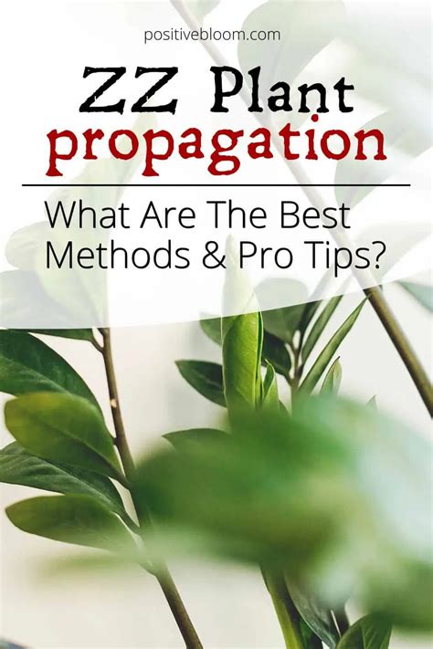 Zz Plant Propagation Best Methods And Pro Tips