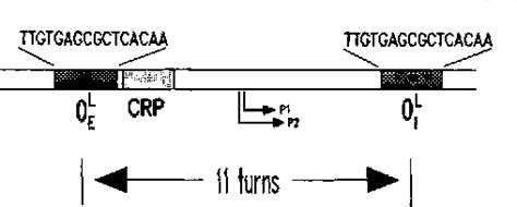 Figure 1 From Dna Binding Properties Of A Lac Repressor Mutant