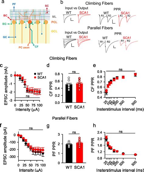 Excitatory Synaptic Transmission Onto Purkinje Cell Is Not Altered In