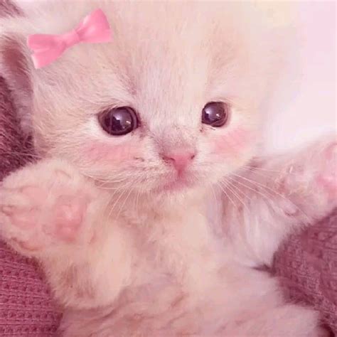 Adorable White Kitten With Pink Bow Fondo De Pantalla De Actriz