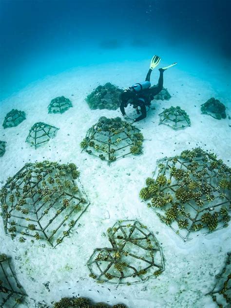 Augusts Coral Propagation Marine Savers