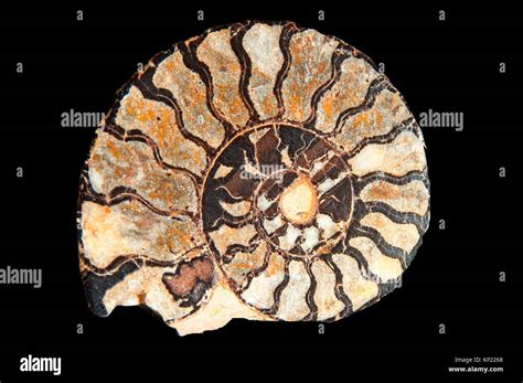 Snail Fossil High Resolution Stock Photography And Images Alamy