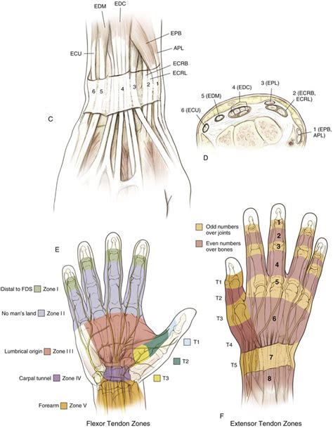 Wrist And Hand Musculoskeletal Key