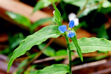 Broadleaf Weeds Identification Treatment And Prevention Minneopa Orchards
