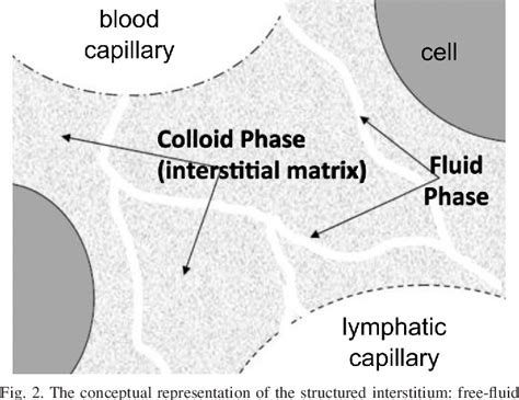 Figure 1 From Concomitant Bidirectional Transport During Peritoneal Dialysis Can Be Explained By