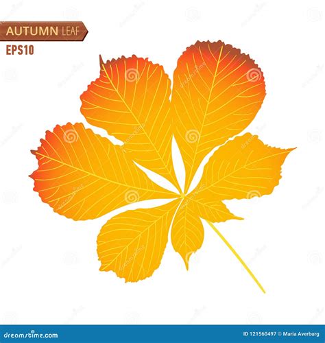 Autumn Nut Leaf Isolated On A White Background Vector Illustration