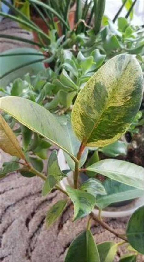 Фикус шривериана | Festima.Ru - Мониторинг объявлений