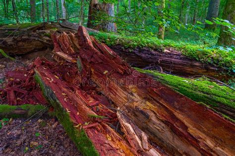 Part Of Bialowieza National Park With The Highest Level Of Restr Stock