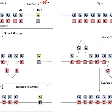 Phase Variation Caused By Sliding Chain Mismatch During Dna