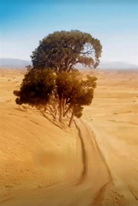 은숙 사막의 눈 정은숙 지긋이 눈을 감은 채 하루를 헤아리는 눈이 있다 목마름에 자신을 부순 채 알몸으로 나뒹굴다 몸부림에 지친 굴곡을 켜켜이 무늬 지으며 끝없이