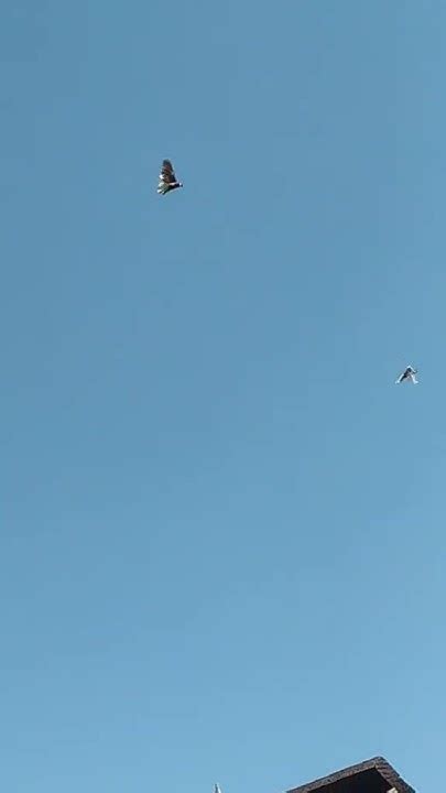 молоді без вітру Youtube