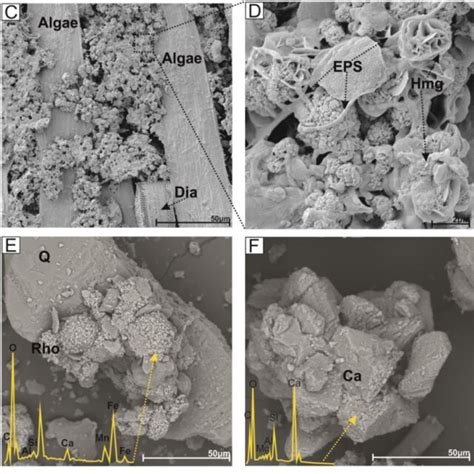 Sem Images Illustrating Authigenic Carbonates A Mineralized Algal