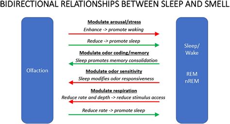 Frontiers Reciprocal Relationships Between Sleep And Smell