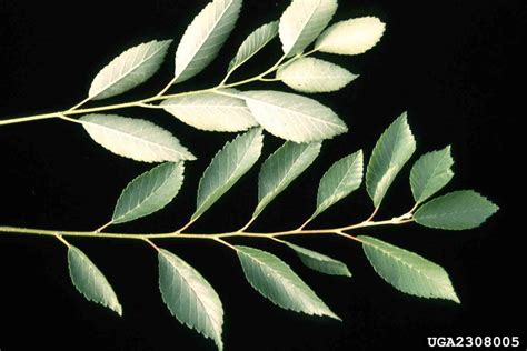 Arkansas Tree Database Siberian Elm