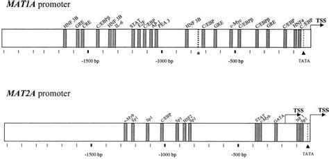 Schematic Representation Of Putative Transcription Factor Binding Sites Download Scientific
