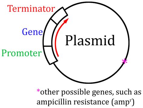Plasmid Plasmid Research