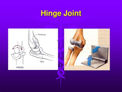Hinge Joint Real Life Examples At Deborah Fletcher Blog