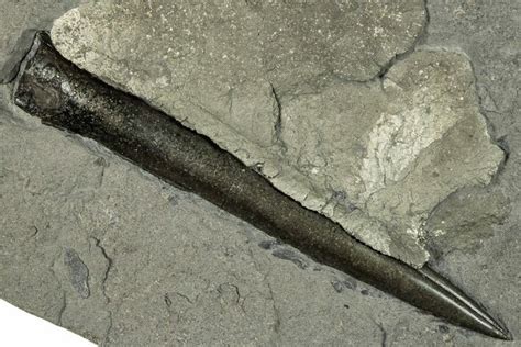 2 95 pyritized fossil belemnite acrocoelites germany 266508 for