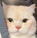 GitHub Wons OpenGL Freeglut Vs