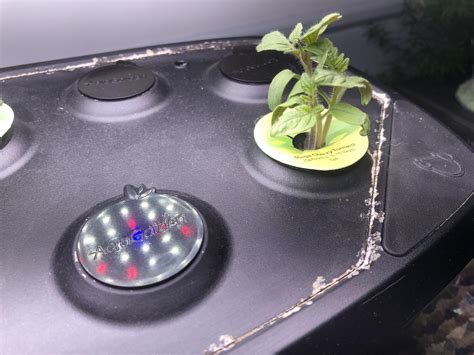 Have A Buildup Of This White Crud On The Surface Of My Aerogarden Can Anyone Identify It And