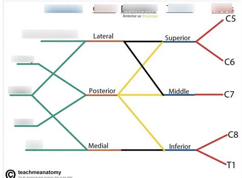 Brachial Plexus Nerve Routes Diagram Quizlet Brachial Plexus Nerve Routes Diagram Quizlet