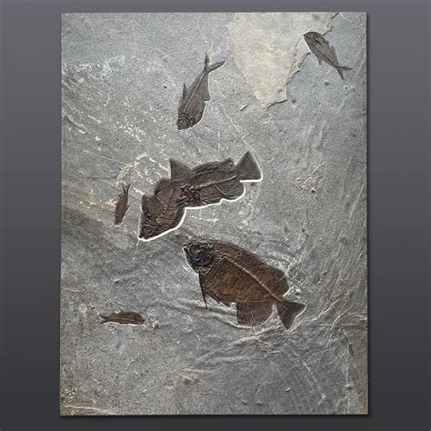 Fossil Realm On Instagram “up Next Is Something Special An Outstanding Natural Assemblage Of