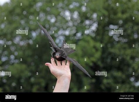 Common Swift Apus Apus Releasing Juvenile Norwich Gb Uk July 2022