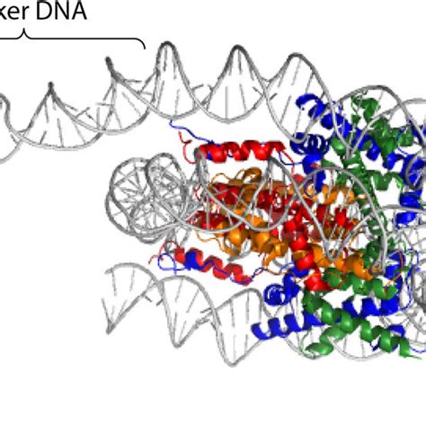 Assembly Of The Nucleosome Core Particle A Association Of The Download Scientific Diagram