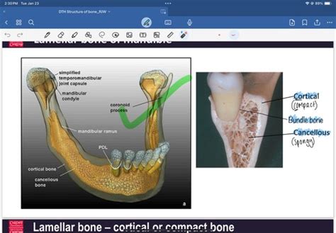 Structure Of Bone Flashcards Quizlet