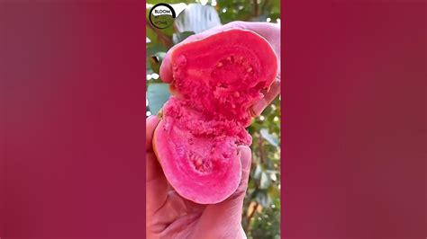 এক কৃষক লাঙ্গল দিয়ে হাল চাষ করছিল তার বউ Quran মহা Ytshorts ওয়াজ Trendingshorts