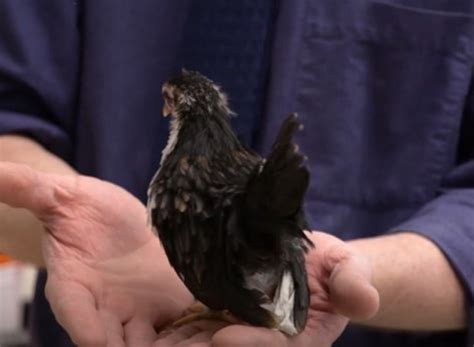 Smallest Chicken Breed In The World