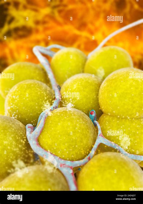 Adipose Tissue Structure