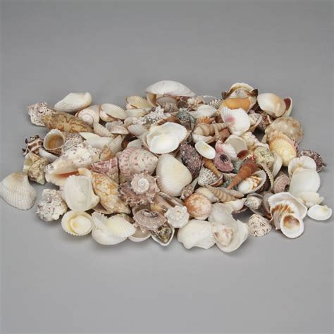 Sea Shell Assortment Carolina Biological Supply