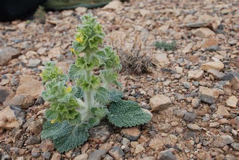 Two Different Species Of Eremostachys Or Just Two Forms Of The Same