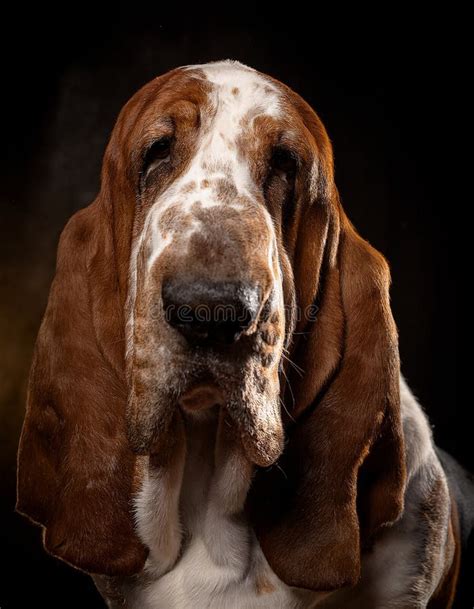 Artesian Norman Basset Or Basset Artesian Normand Stock Illustration