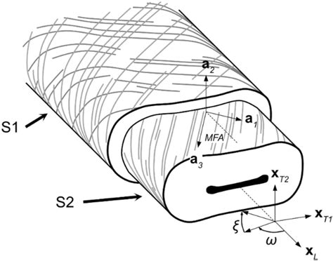 Schematic Illustration Of A Pulp Fiber Most Of The Fiber Volume Is In