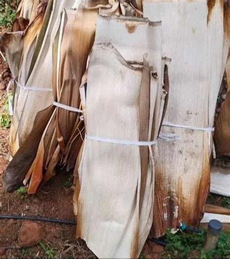 Areca Leaf Areca Dry Leaf Manufacturer From Coimbatore