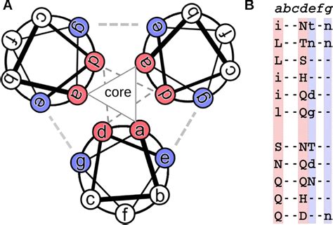 Coiled Coils With Polar Cores A Schematic Representation Of A