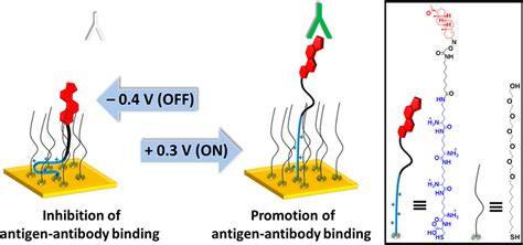 Antibody Antigen Diagram