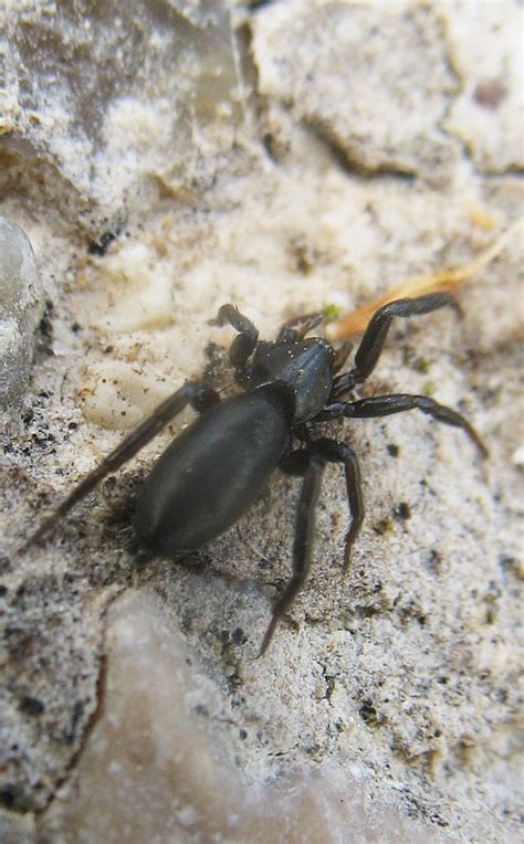 Zelotes sp2 femelle
