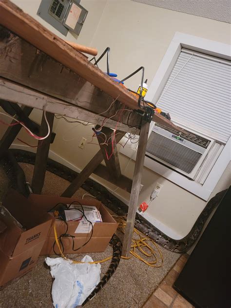 My 16ft Reticulated Python R Retics