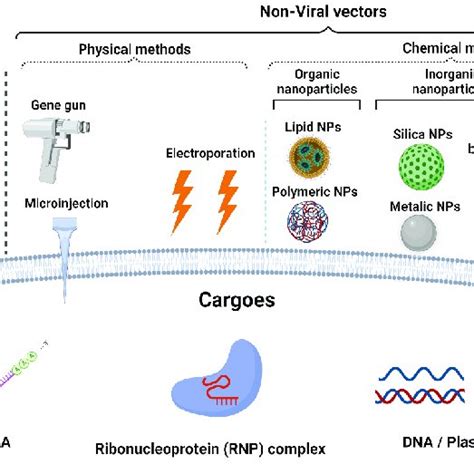 Schematic Of Diverse Gene Delivery Vectors Based On Viral And Non Viral Download Scientific
