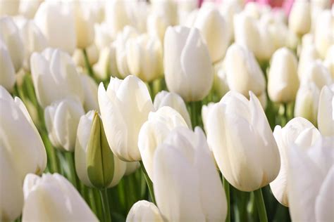 1500 White Tulips Aesthetic Wallpapers
