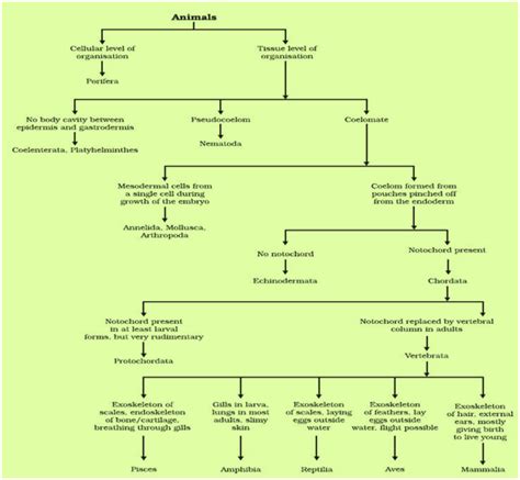 Classification Of Animals Kingdom Phylum