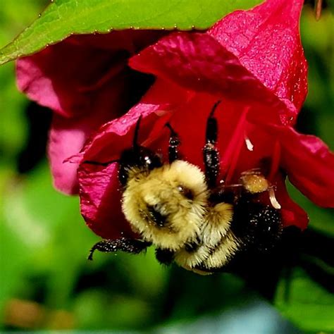 Weigela Bumblebee Bugguide Net