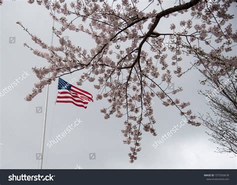 Cherry Blossom Tree Branch American Flag Stock Photo